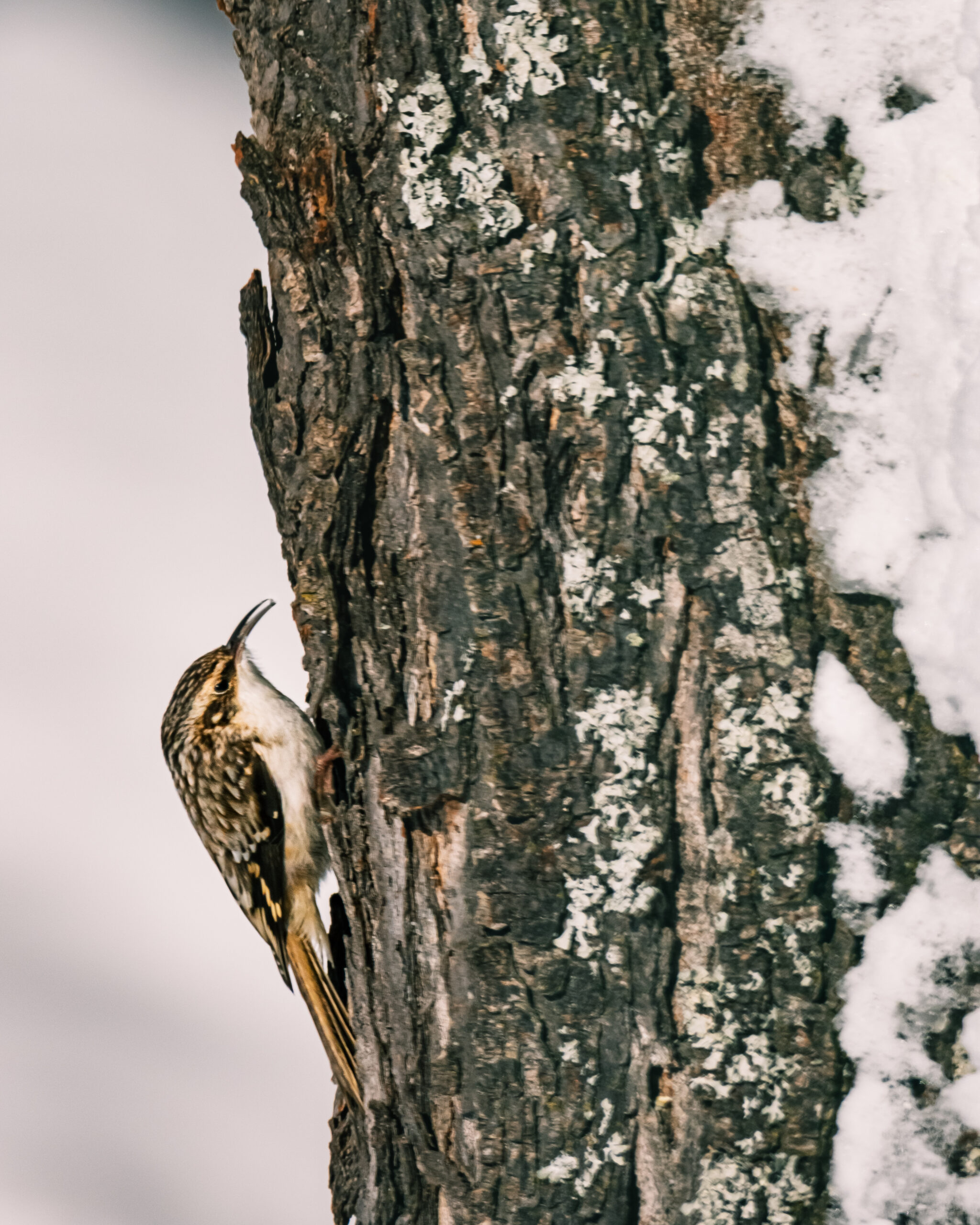 Birding At the Keweenaw Mountain Lodge – Keweenaw Mountain Lodge