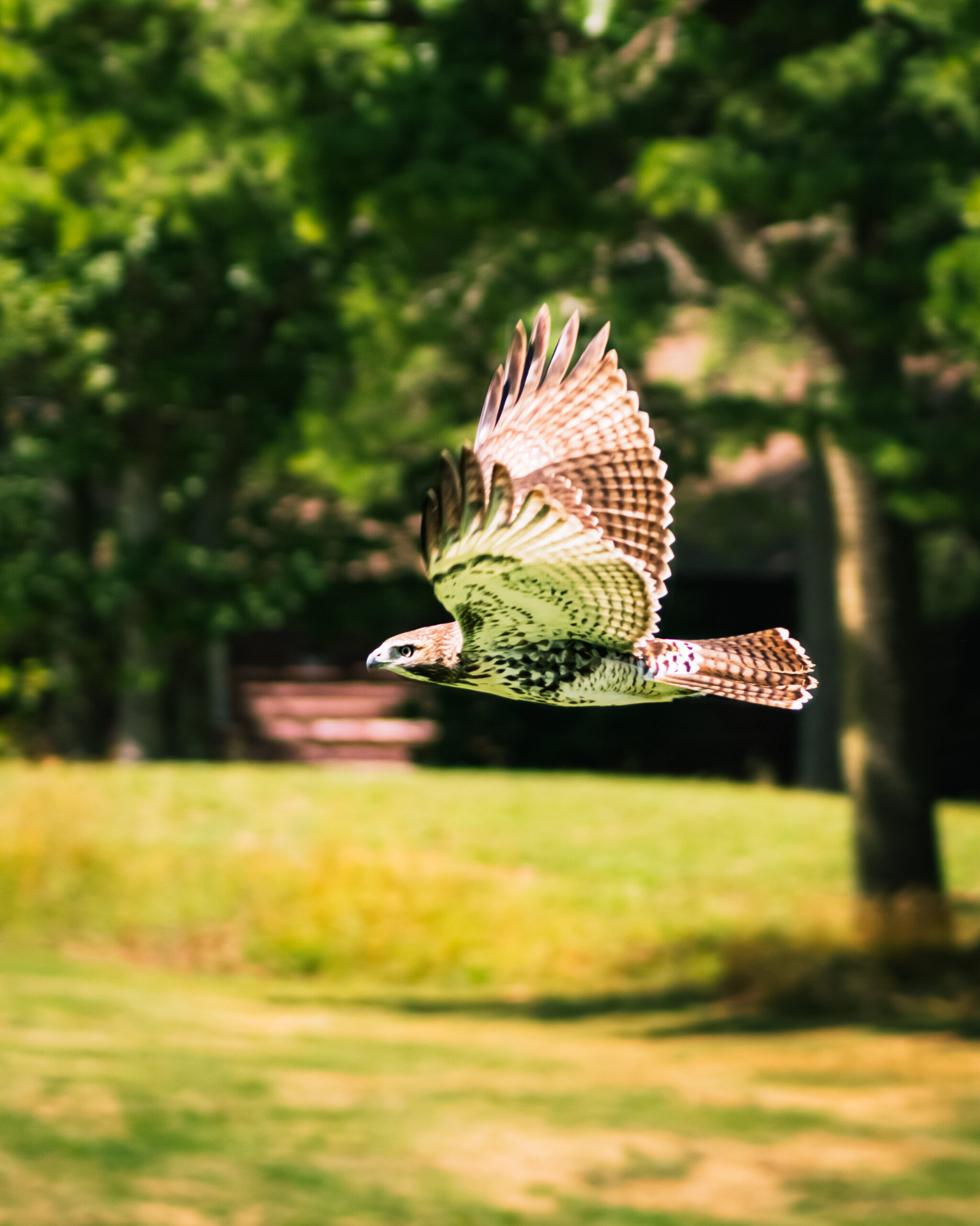 Birding At the Keweenaw Mountain Lodge – Keweenaw Mountain Lodge